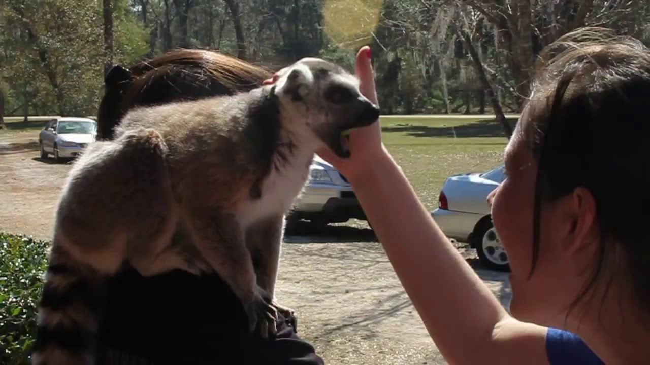 Cinema Verde Environmental Film and Arts Festival - YouTube