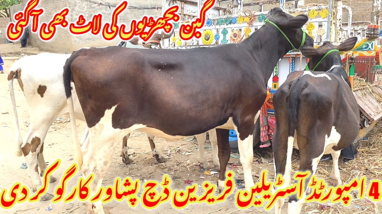 5 Imported Australian Frisian Dutch hefiers cargo done Pishawar ...