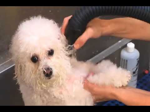 How to groom a Bichon Frise | Best Dog Grooming Tips - YouTube
