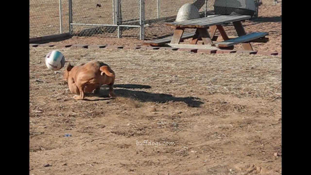 bandog bandoggies bullies bully bulldog Faith buffdogs .wmv - YouTube