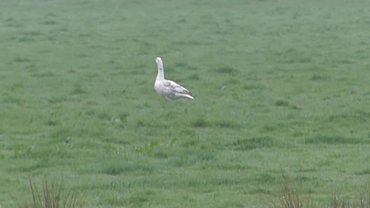 Bonte grauwe gans bij het Volmeer SMG 12 april 2018 - YouTube