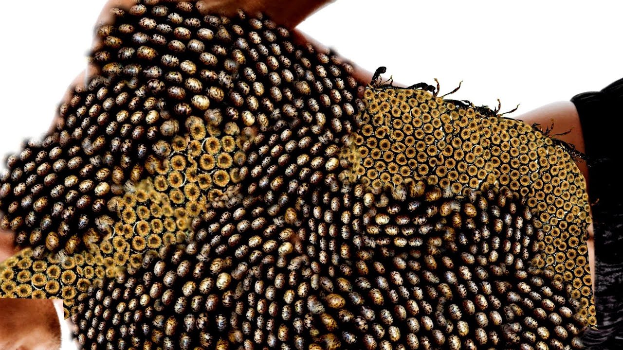 ASMR removal trypophobia & dog tick infected sleep man | ASMR scorpion ...