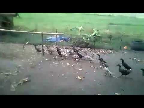 James and Jean Seno itik Farm - YouTube