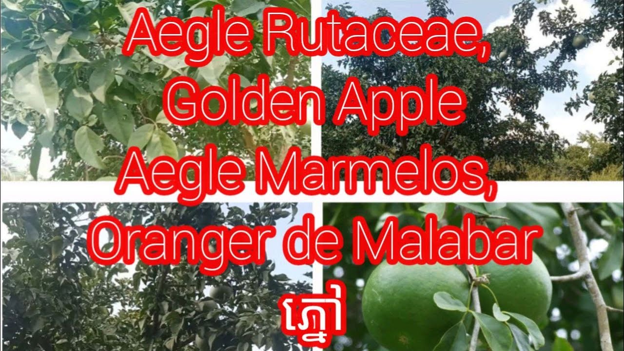 Aegle Rutaceae #Golden Apple #Aegle Marmelos #Oranger de Malabar #ភ្នៅ ...