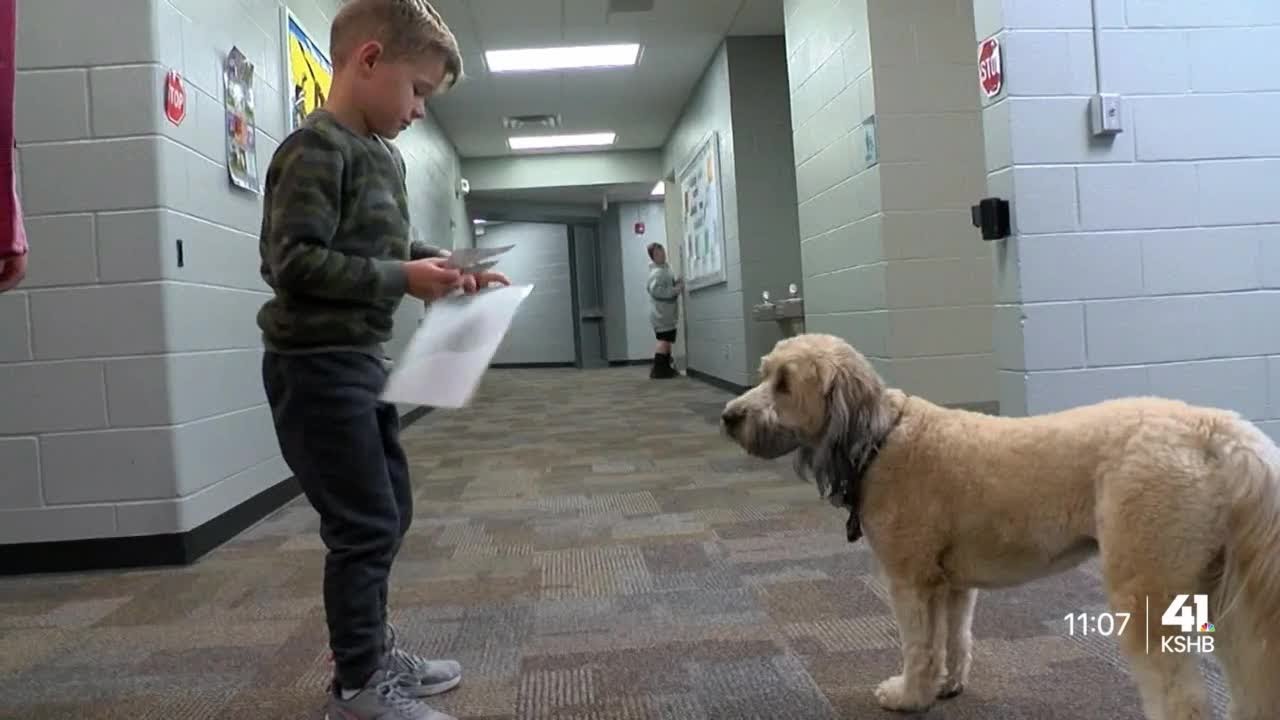 Meet KC, a therapy dog at a Grain Valley elementary School bringing joy ...