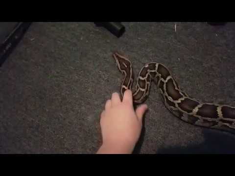 The very angry snake (Onyx) year 1 update. - YouTube