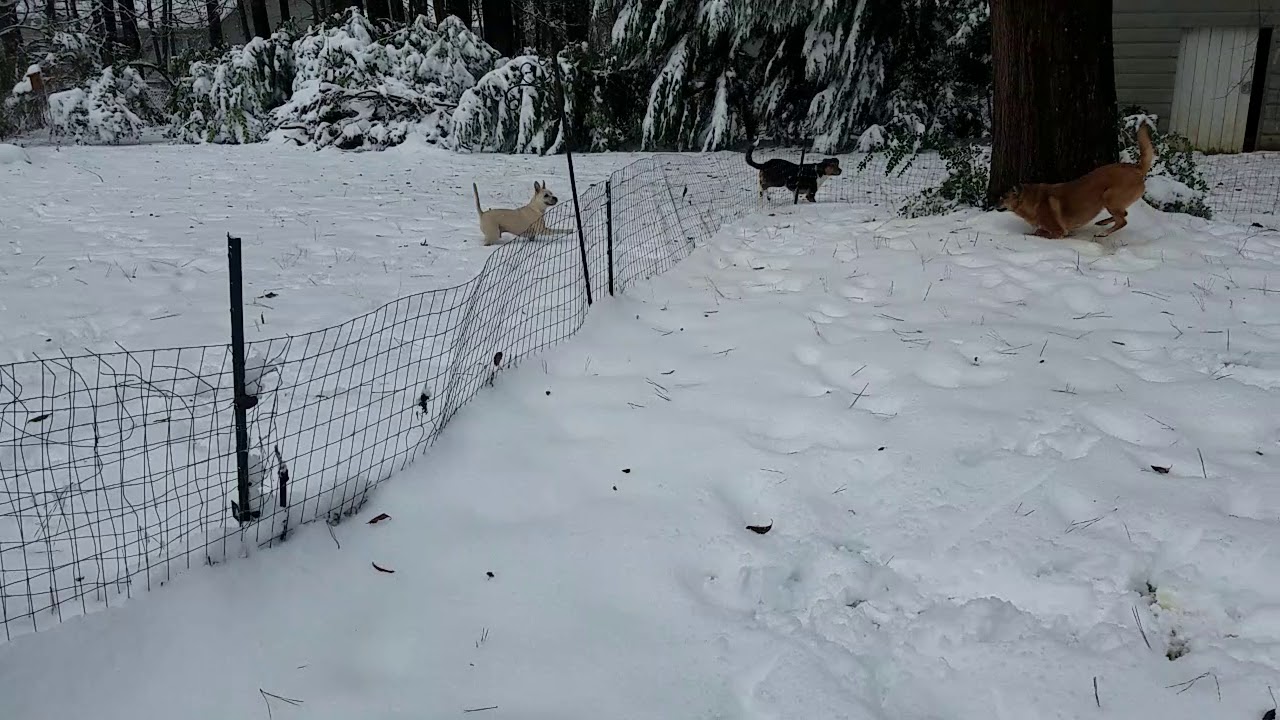 Snickers, Beefy, and Adoptable Jax Snow Dog Zoomies - YouTube