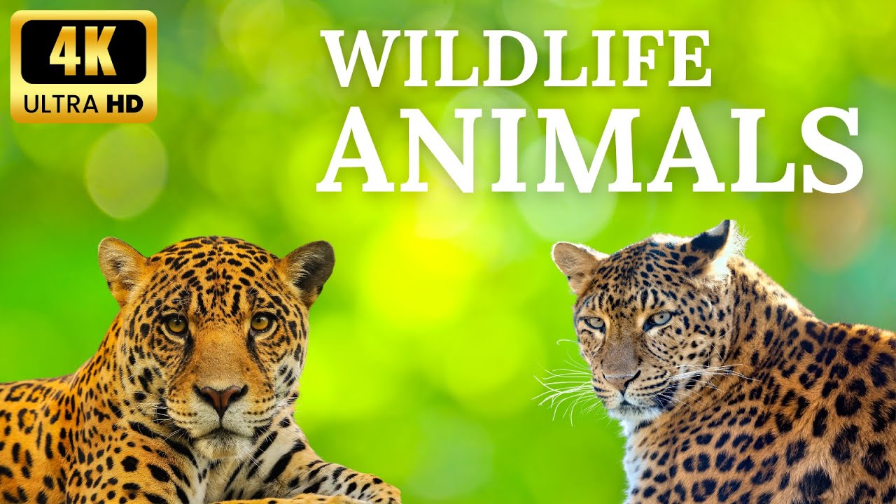 Wild Animals in their Natural Habitat | 4K Video with Relaxing ...