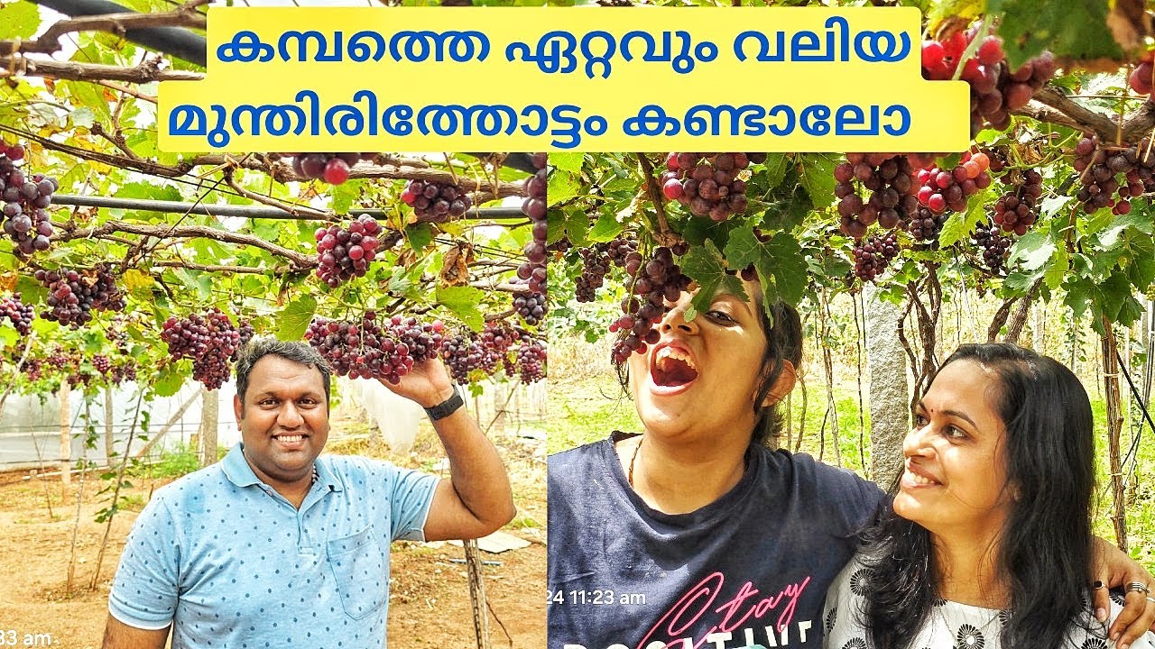 മുന്തിരിത്തോപ്പ് വഴി വെള്ളാങ്കണ്ണി | കമ്പം മുന്തിരിത്തോപ്പ് | M&F VIDEOS | MSR GRAPE GARDEN ...
