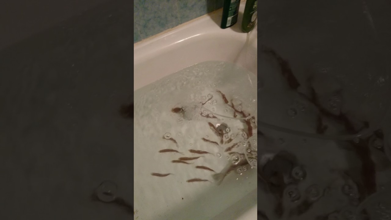 , vivier pas cher et efficace - YouTube