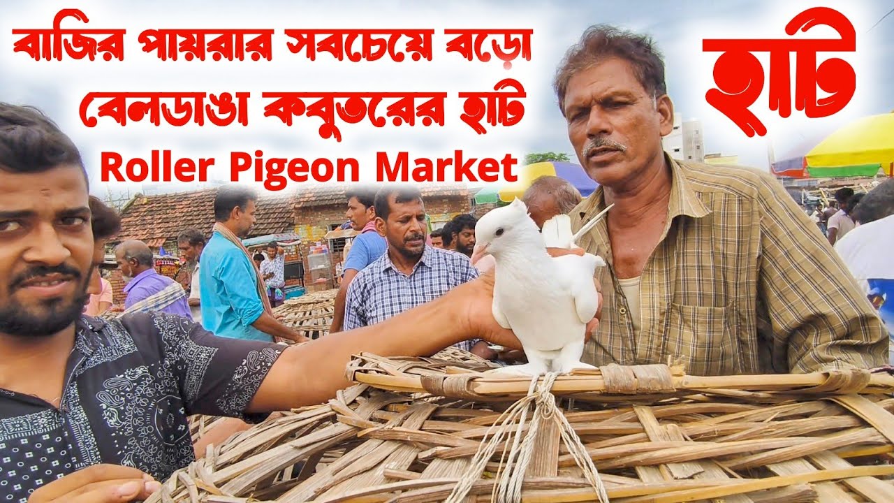 কবুতর হাট 2024 | Beldanga Hat Murshidabad | Beldanga Pigeon Market ...
