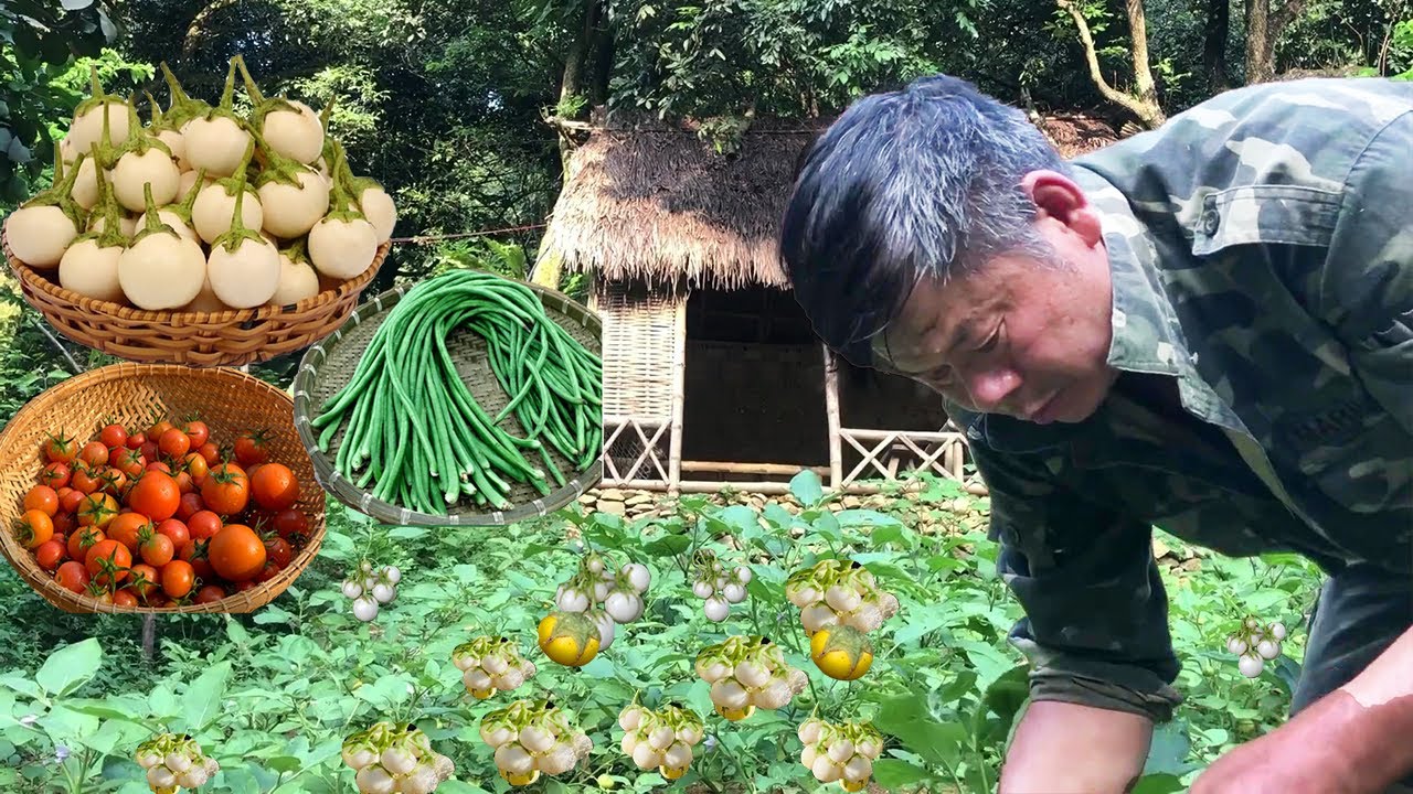 Episode 6 - Caring for and Harvesting the Vegetable Garden | Alex ...