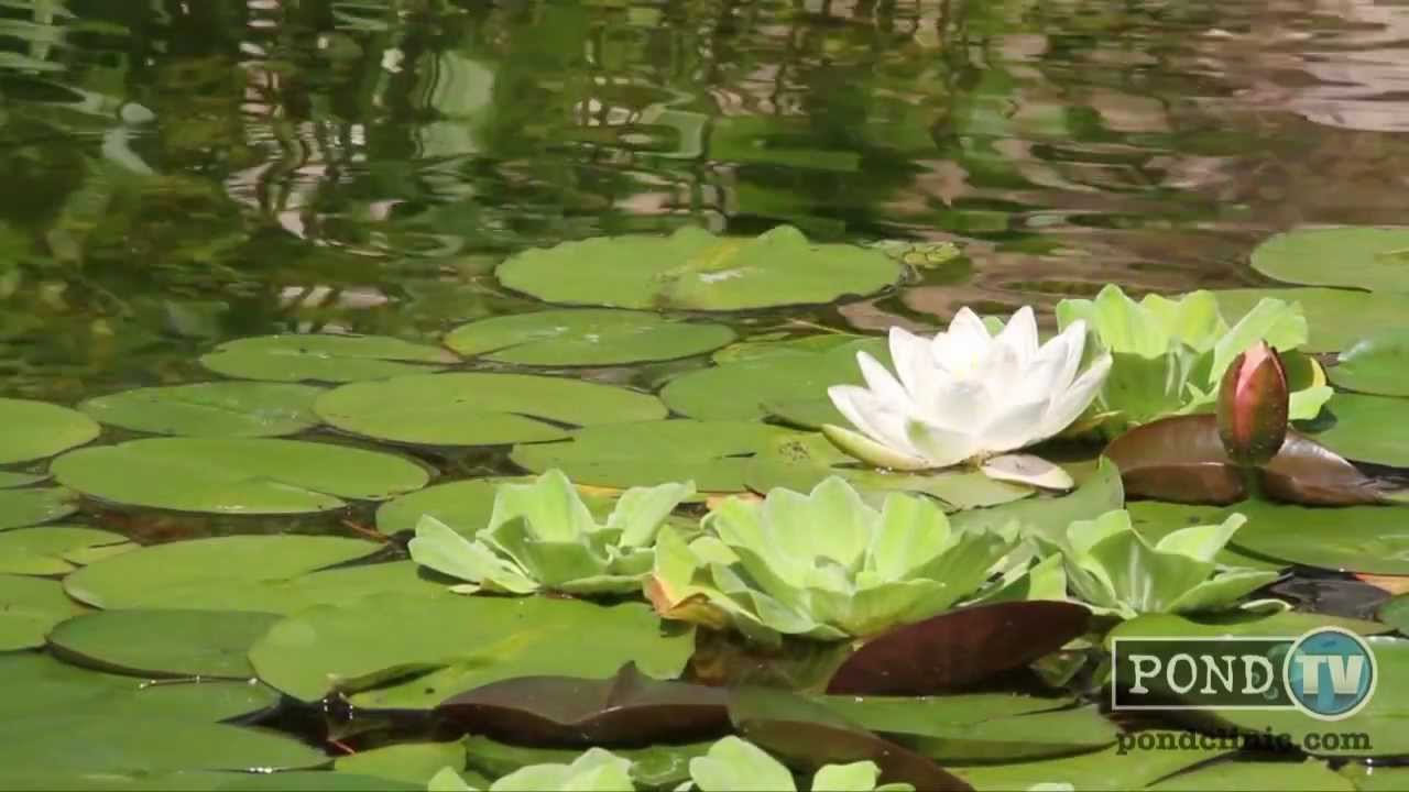 Family Fun In A Natural Swimming Pool - YouTube