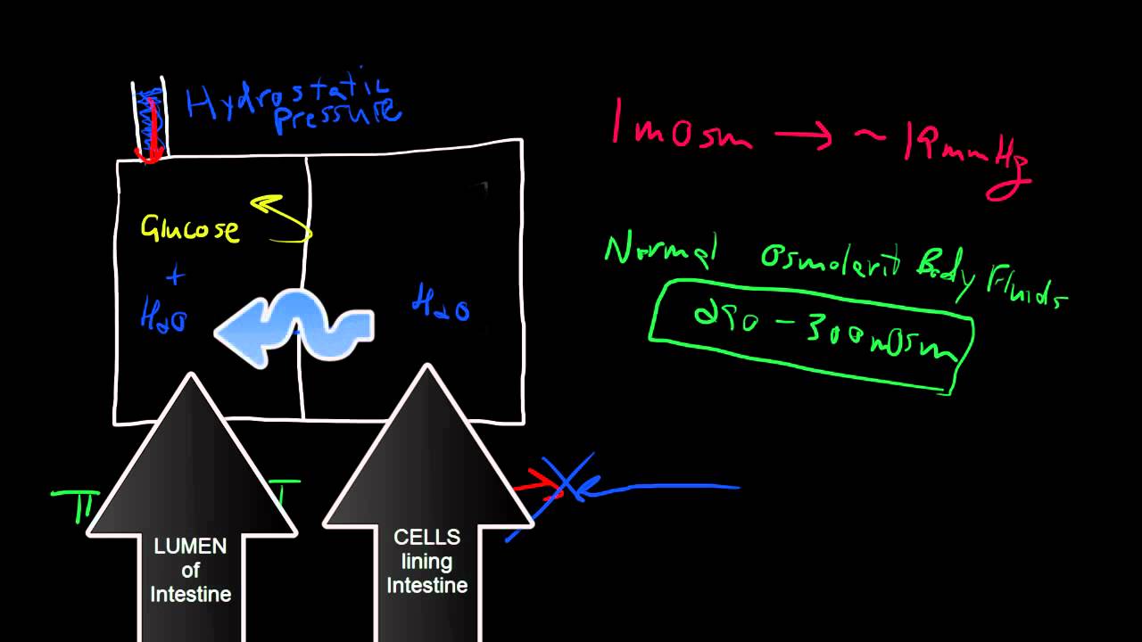 M1 Physiology Build up to Effective Osmotic Pressure - YouTube