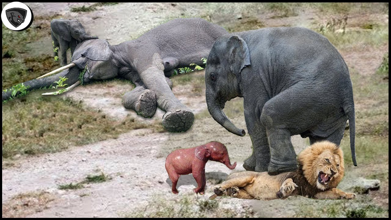 Lion Attacked Baby Elephant But Was Brutally Destroyed By Mother ...