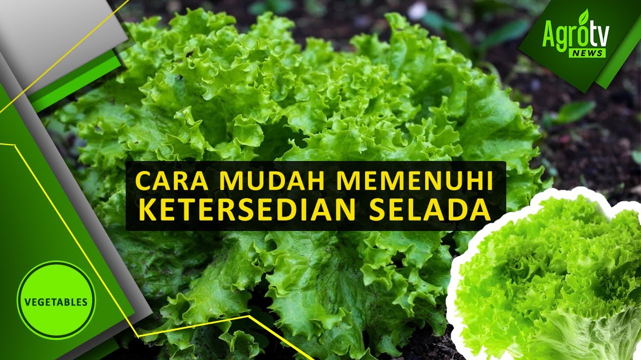 ANALISIS USAHA BUDIDAYA SELADA - YouTube