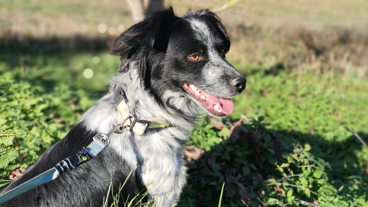 Meda I Adoption of Dogs from Bosnia - YouTube