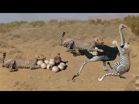 Cheetahs Ambush Ostrich - Mother Ostrich Can't Save Baby From Cheetah Hunting - Wild Animals Attack