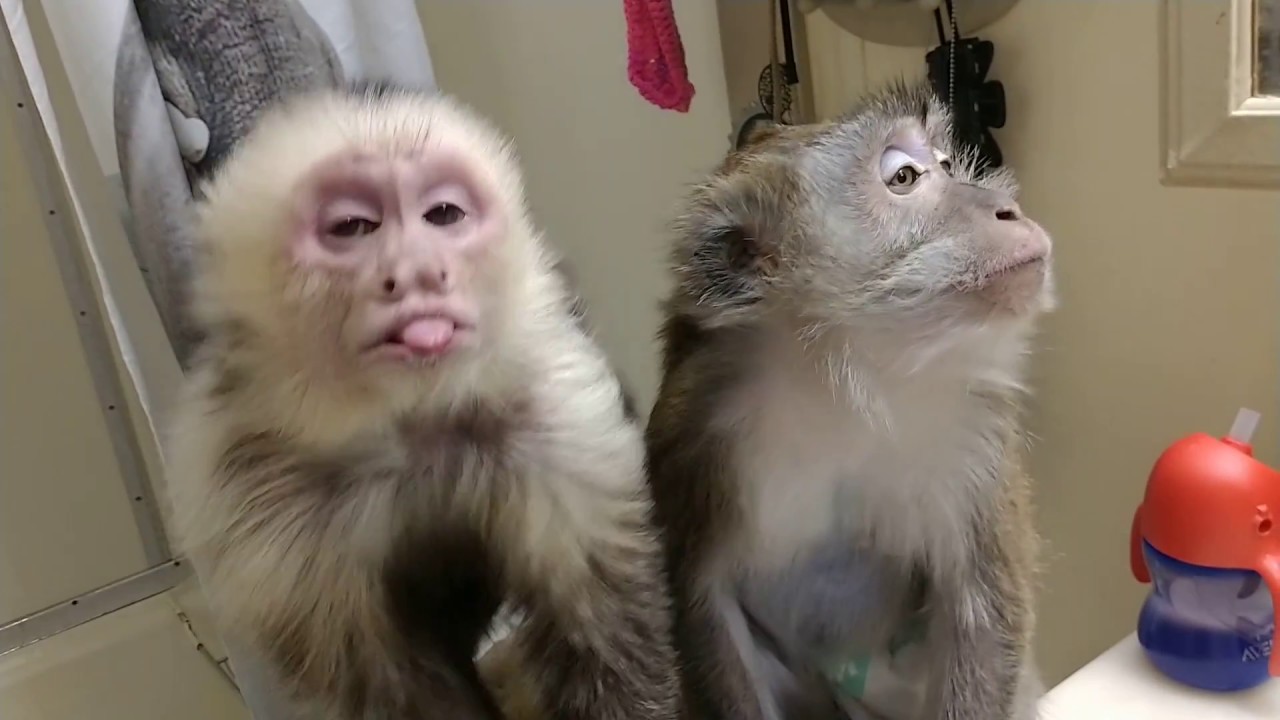 WARNING Double Monkey Cuteness Overload - YouTube