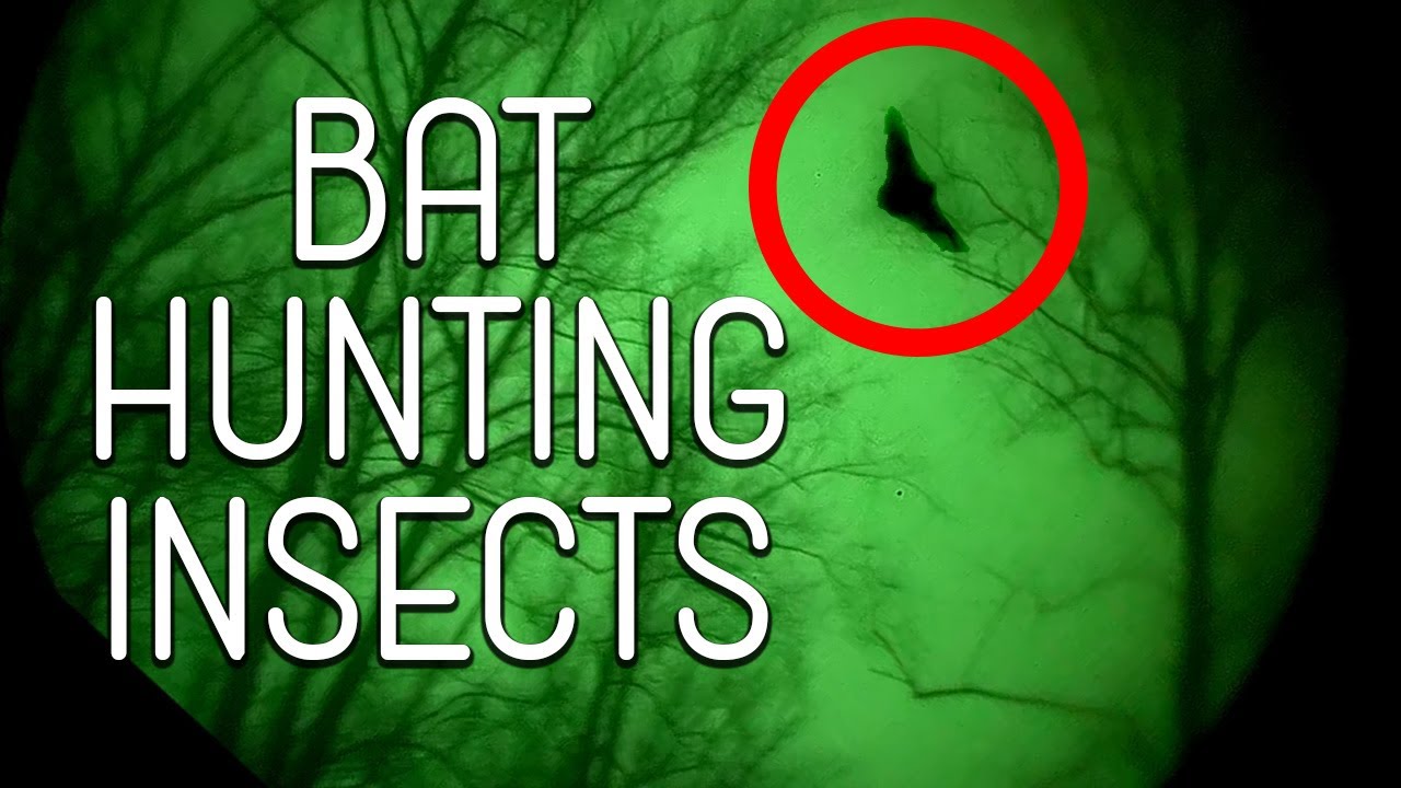 Bats hunting insects through nightvision - YouTube