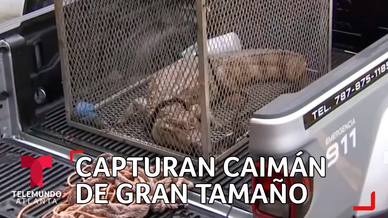 Así capturan caimán de gran tamaño que aterró a residentes en Puerto ...