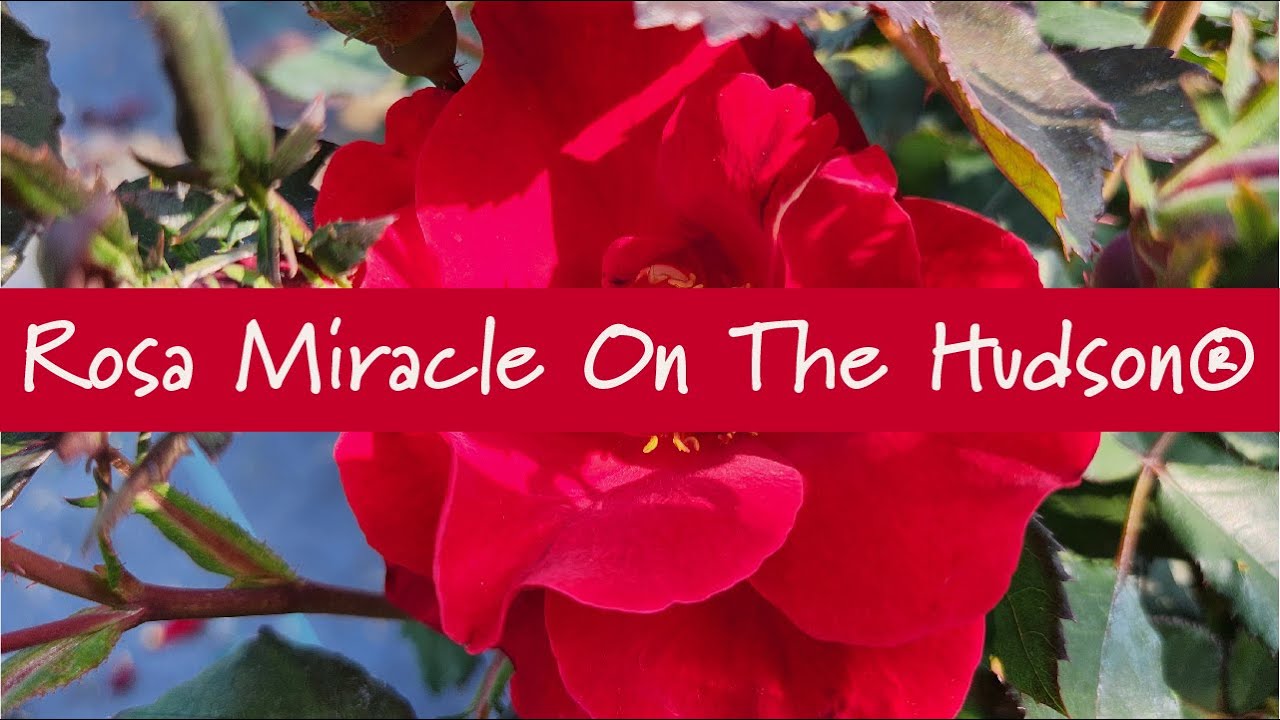 Rosa Miracle on the Hudson® at Prides Corner Farms - YouTube