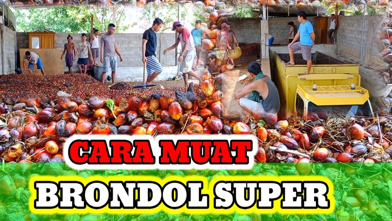 CARA MUAT BRONDOLAN SUPER‼️ - YouTube