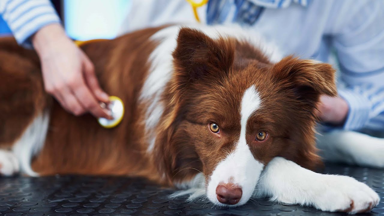 Bile Duct Cancer in Dogs Causes 🐕‍🦺 Symptoms 🐕‍🦺 Treatment - YouTube