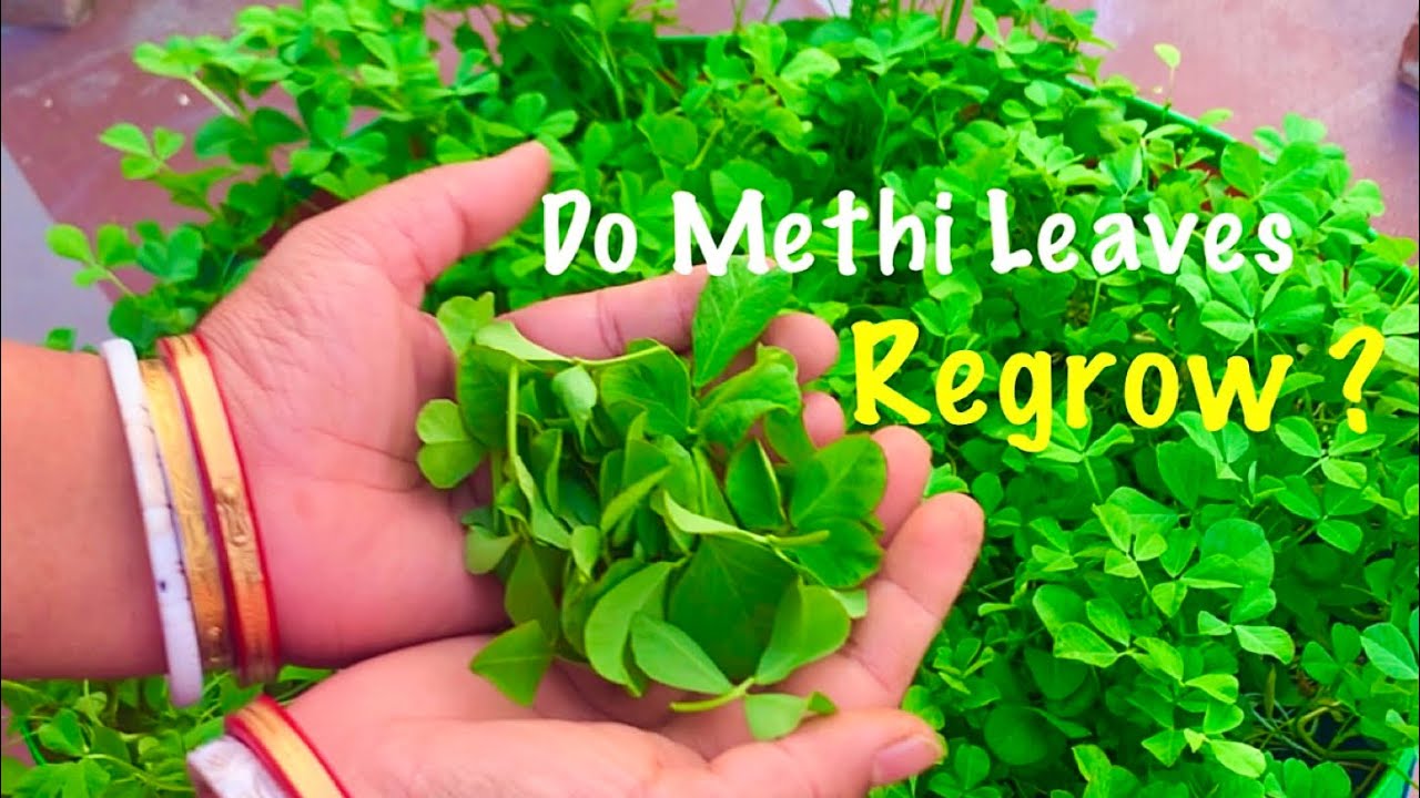 How To Regrow Methi Plants After Harvesting Leaves // How To Harvest ...