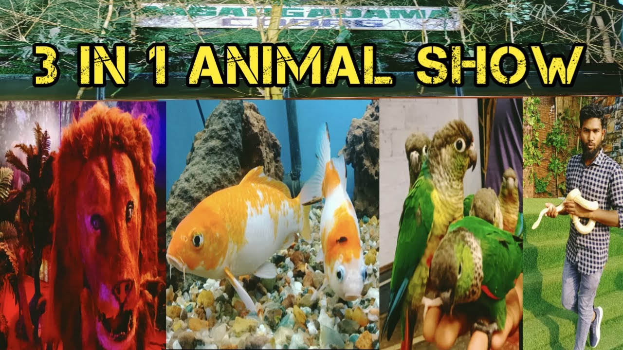 Robotic animals|Birds park|fish aqua show|Coorg tourism👌 ️ - YouTube