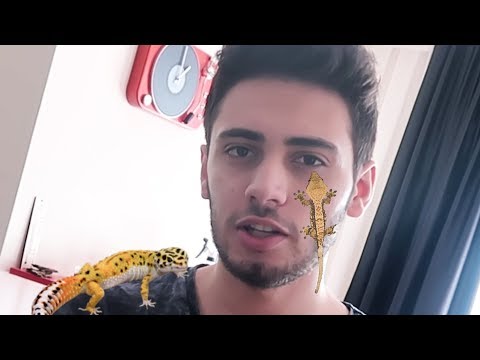 KERTENKELE EĞİTEN ADAM ( Gecko )