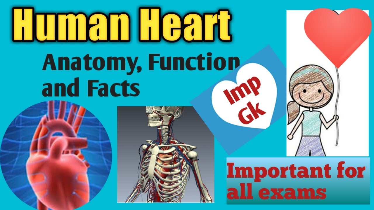 Human Heart :Anatomy ,Function and Facts - YouTube