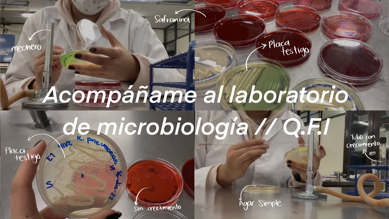 Acompáñame al laboratorio de microbiología 🧫 // Q.F.I - YouTube
