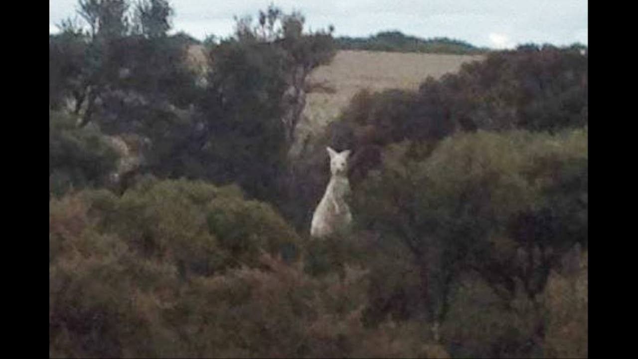 Rare albino kangaroo photographed on farm in Western Australia - YouTube