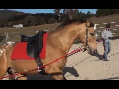 Long-Reining - YouTube