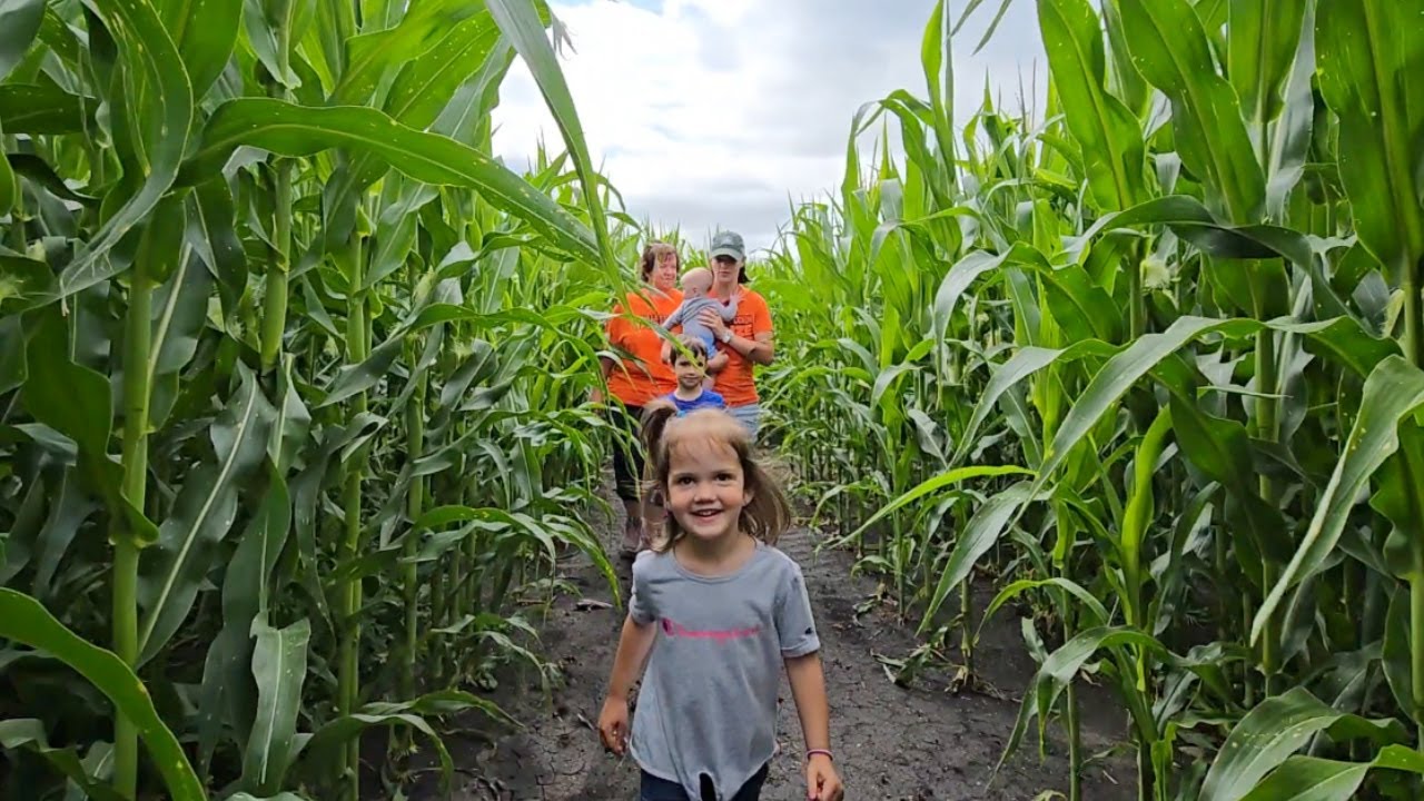World's largest corn maze in East Grand Forks, boasts high tech detail ...