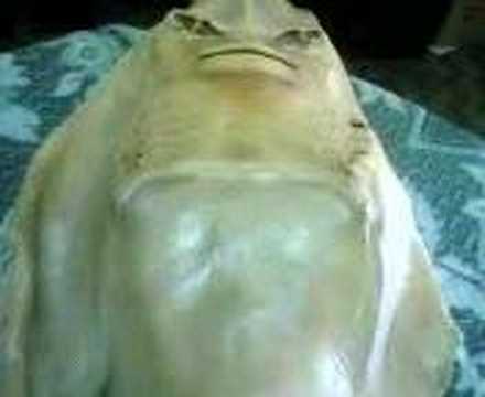 The Fish Curse - YouTube