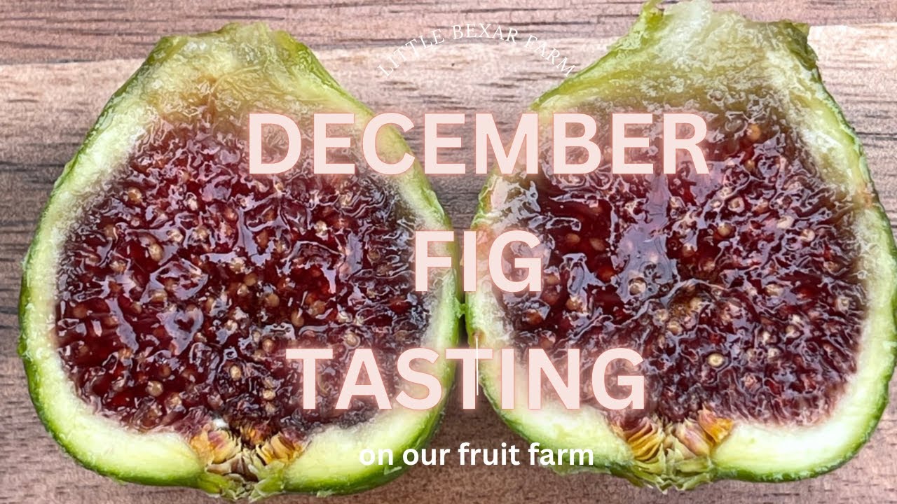 😍TASTING FIGS IN DECEMBER!😍 - YouTube