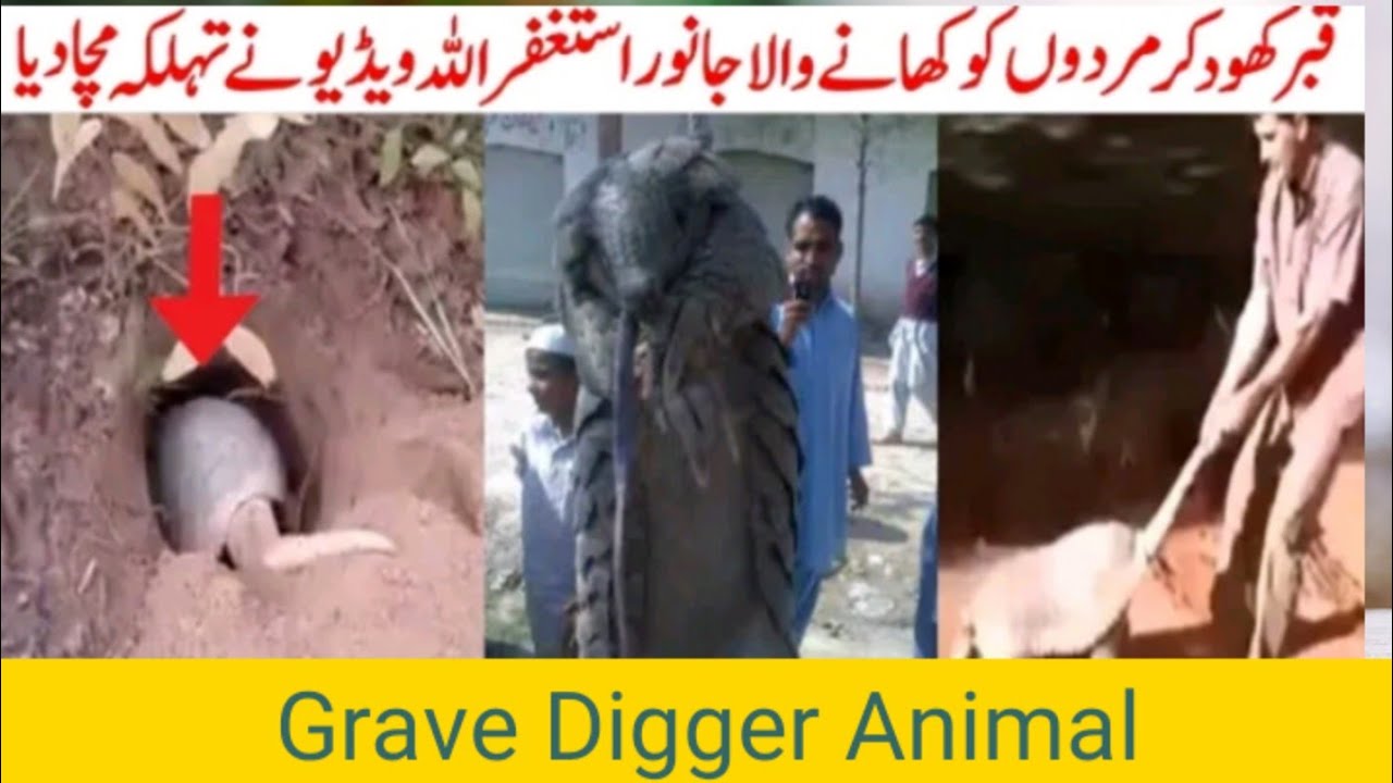 Rare Grave Digger Animals(قبر کھودنے والا جانور) - YouTube