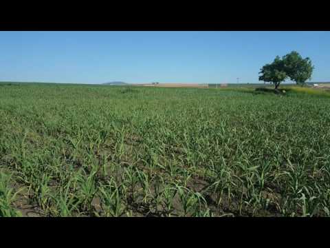 Sarımsak Tarlası edirne