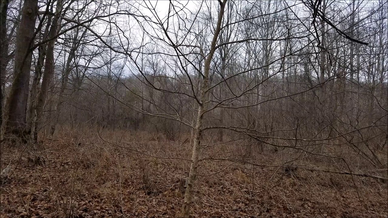 "Homerun Knock" - Loud Bigfoot Tree Knock - YouTube
