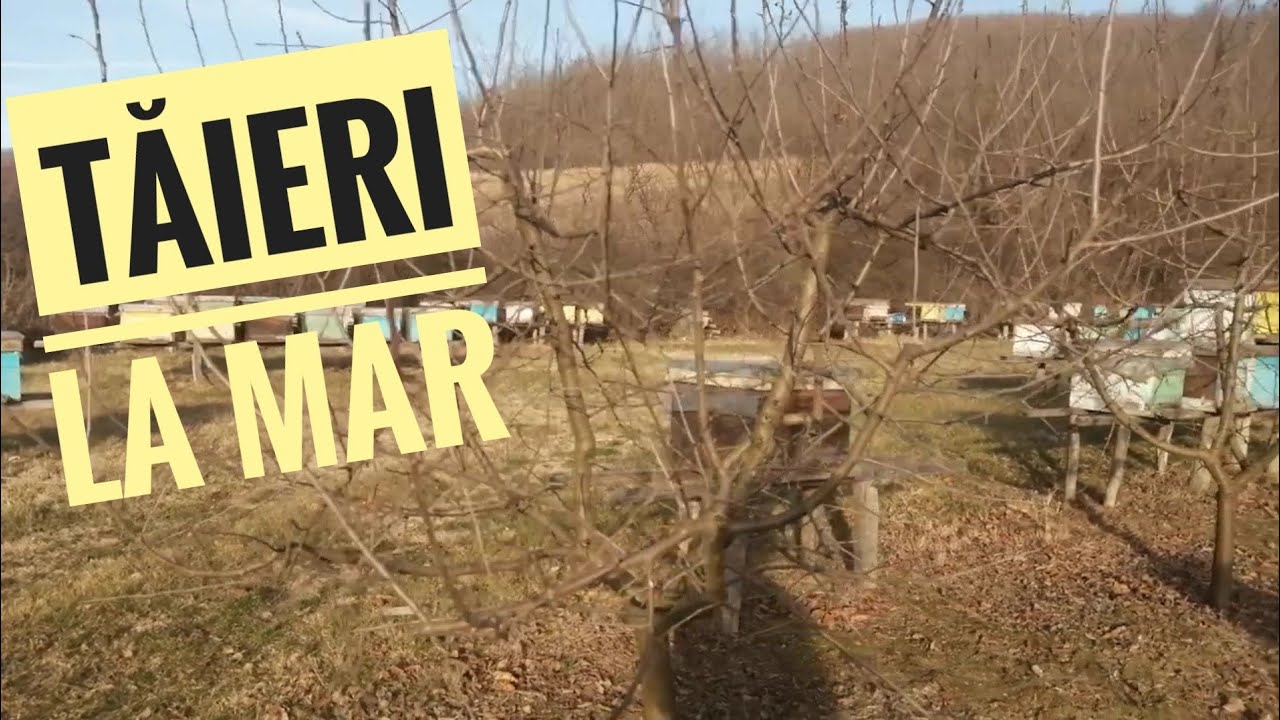 Am început tăierile la mar. - YouTube