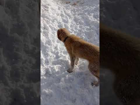 Kurt boğan çetesi1🐕‍🦺