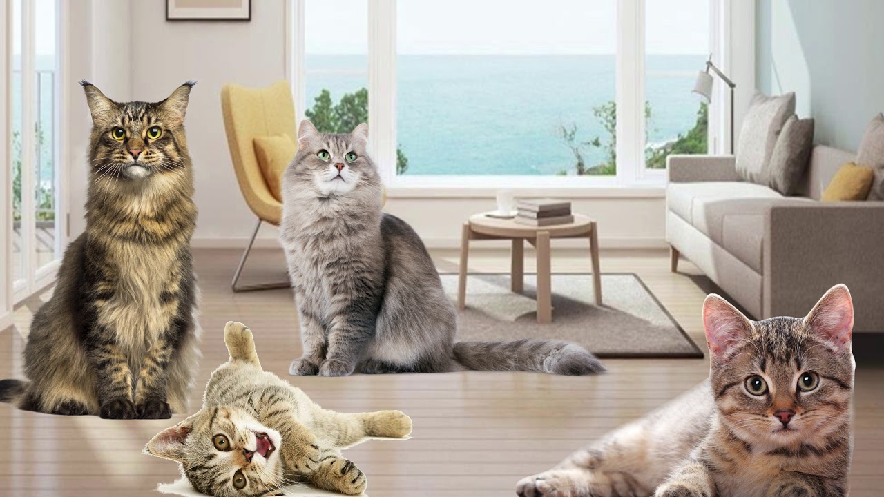 Many Cats Purring [SOUND EFFECT] - YouTube