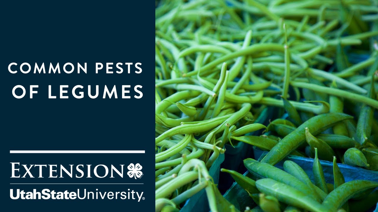 Common Pests of Legumes - YouTube
