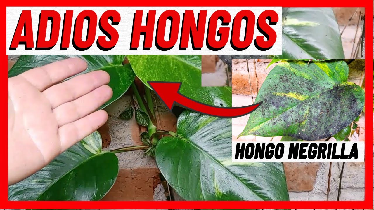 Como ELIMINAR el HONGO NEGRILLA o FUMAGINA GRATIS en las plantas | Gio ...