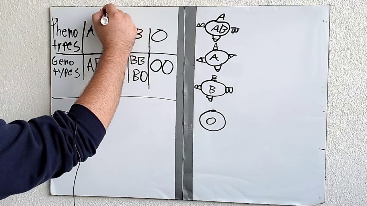 Genetics Multiple Alleles And Polygenic Traits YouTube genetics-multiple-alleles-and-polygenic-traits-youtube