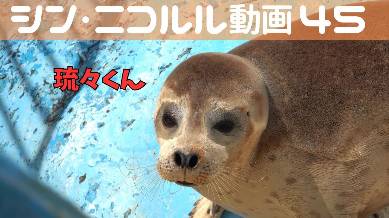 シン・ニコルル動画45 / Shin Niko-Ruru Video 45 - YouTube