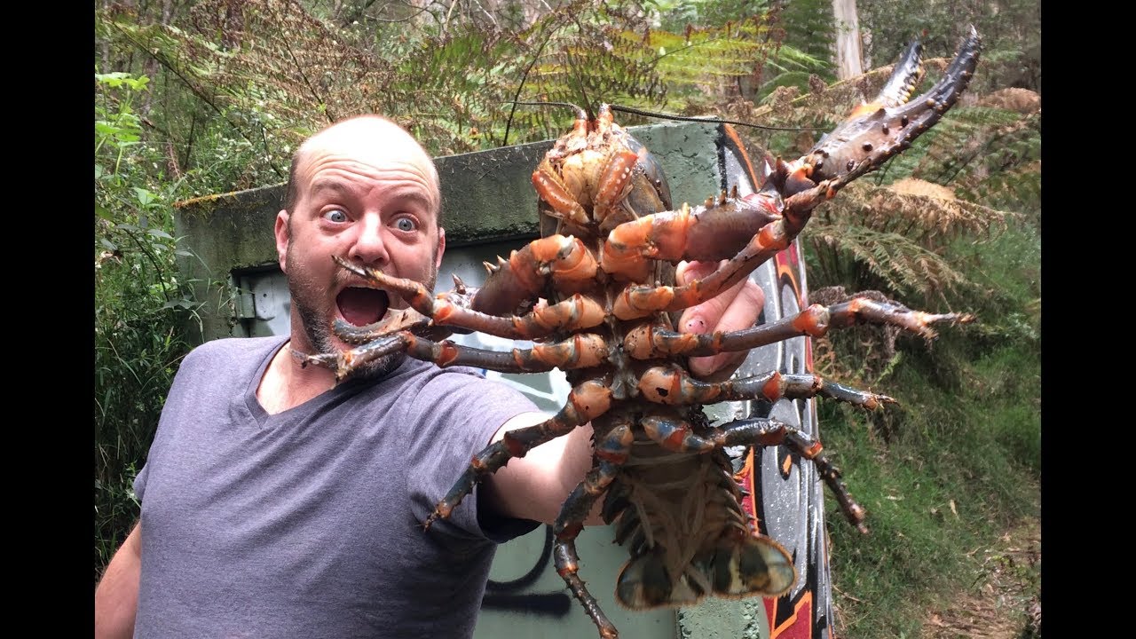 We Caught the Biggest Fresh Water Crayfish!!! What a Monster - YouTube
