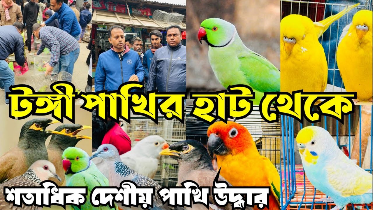বন বিভাগের ব্যাপক অ'ভিযান টঙ্গী পাখির হাটে |Tongi Bazar Pakhir Hat ...